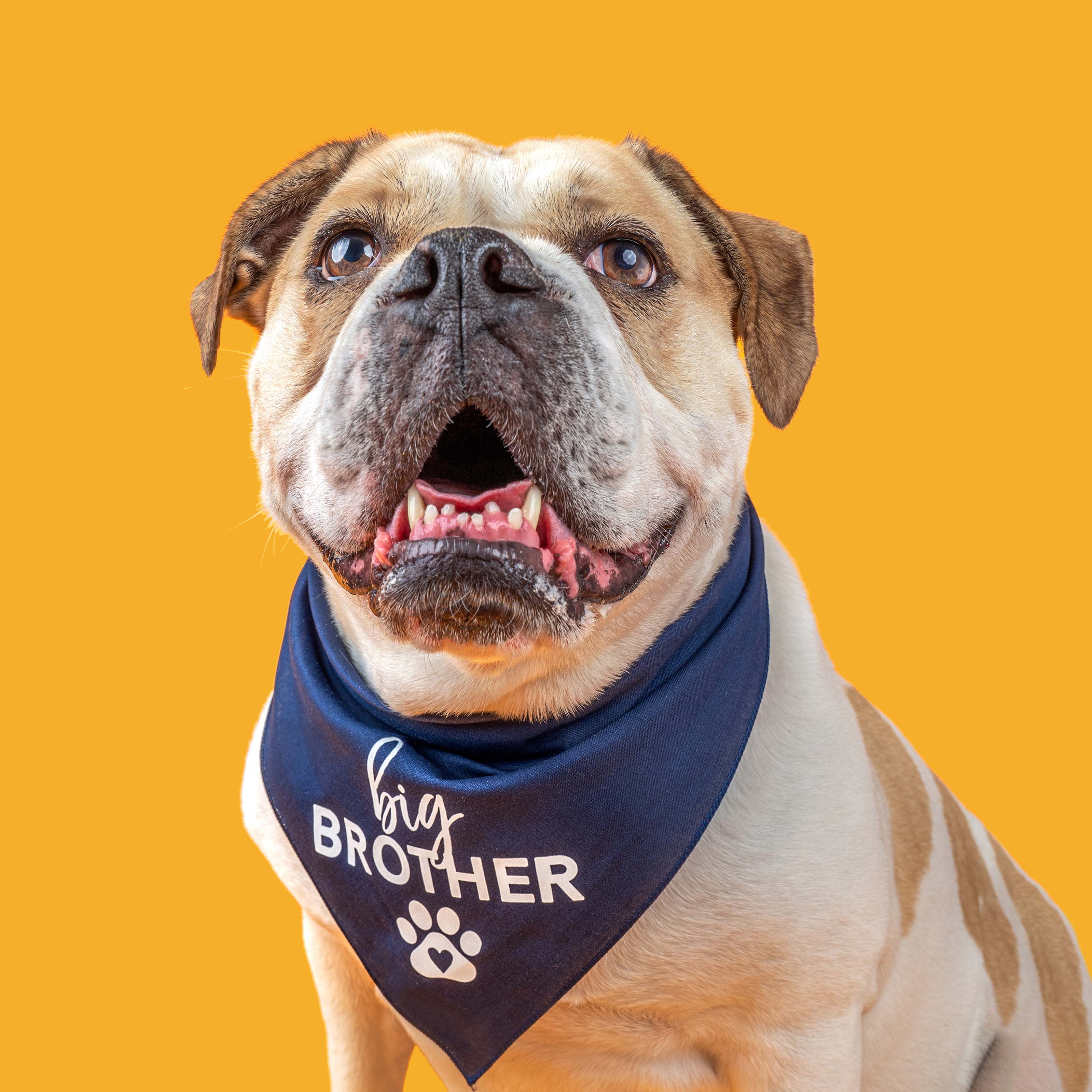 Brother – Tees And Tails